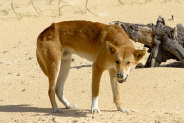 Problem dingo believed responsible for child attacks at Karijini