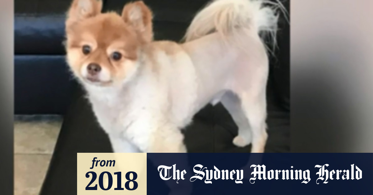 Delta Airlines investigating death of pet dog found dead in carrier in ...