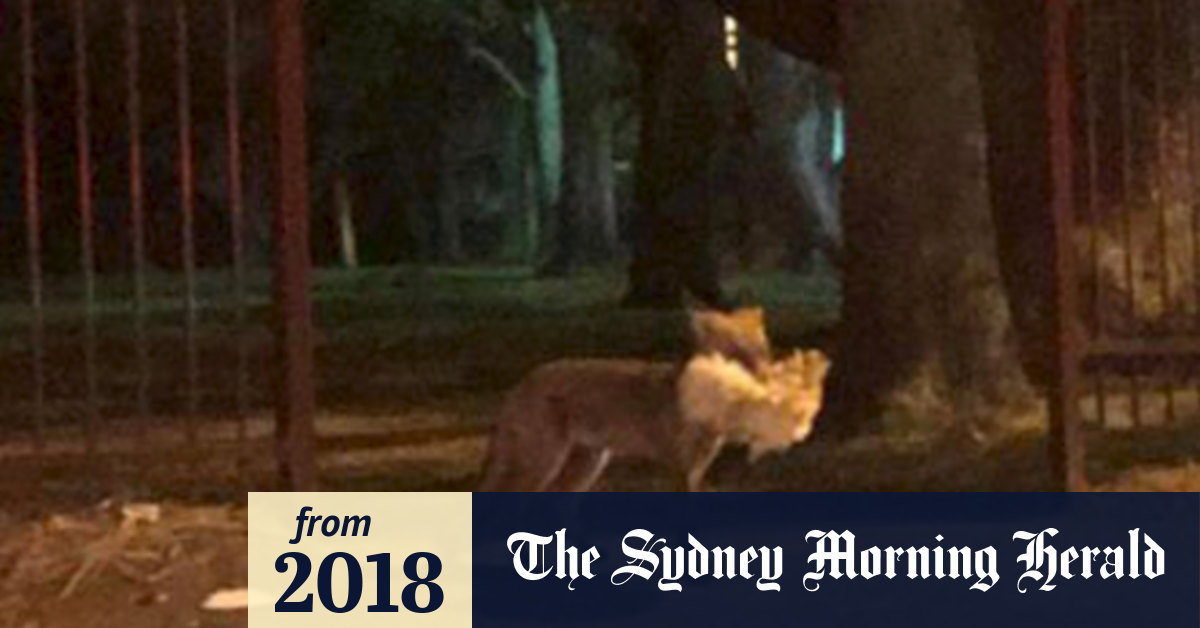 Ryde: Fox sighting strikes fear Sydneysiders' pets