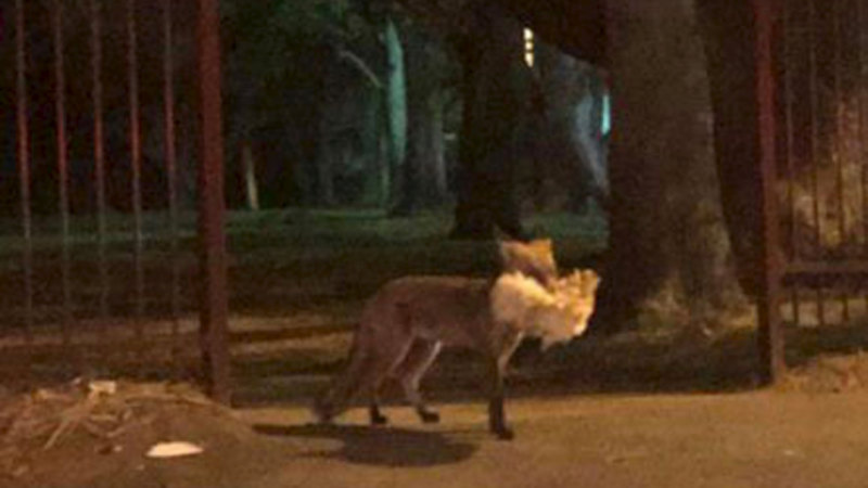 Ryde: Fox sighting strikes fear Sydneysiders' pets