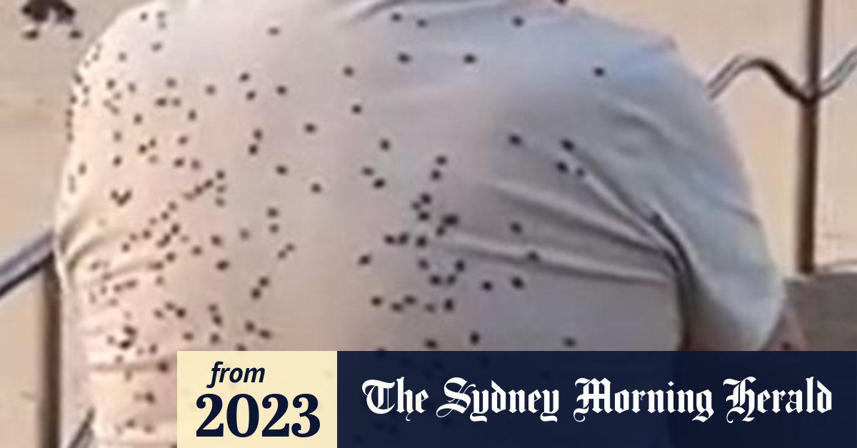 Why are there so many flies in Sydney right now?