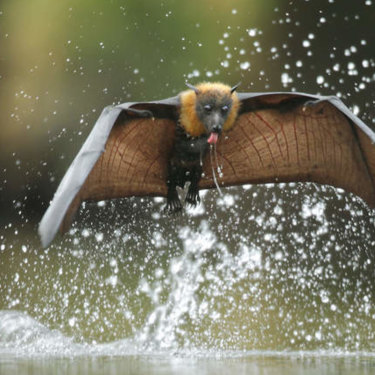 Why bats are one of Australia's most important endangered species