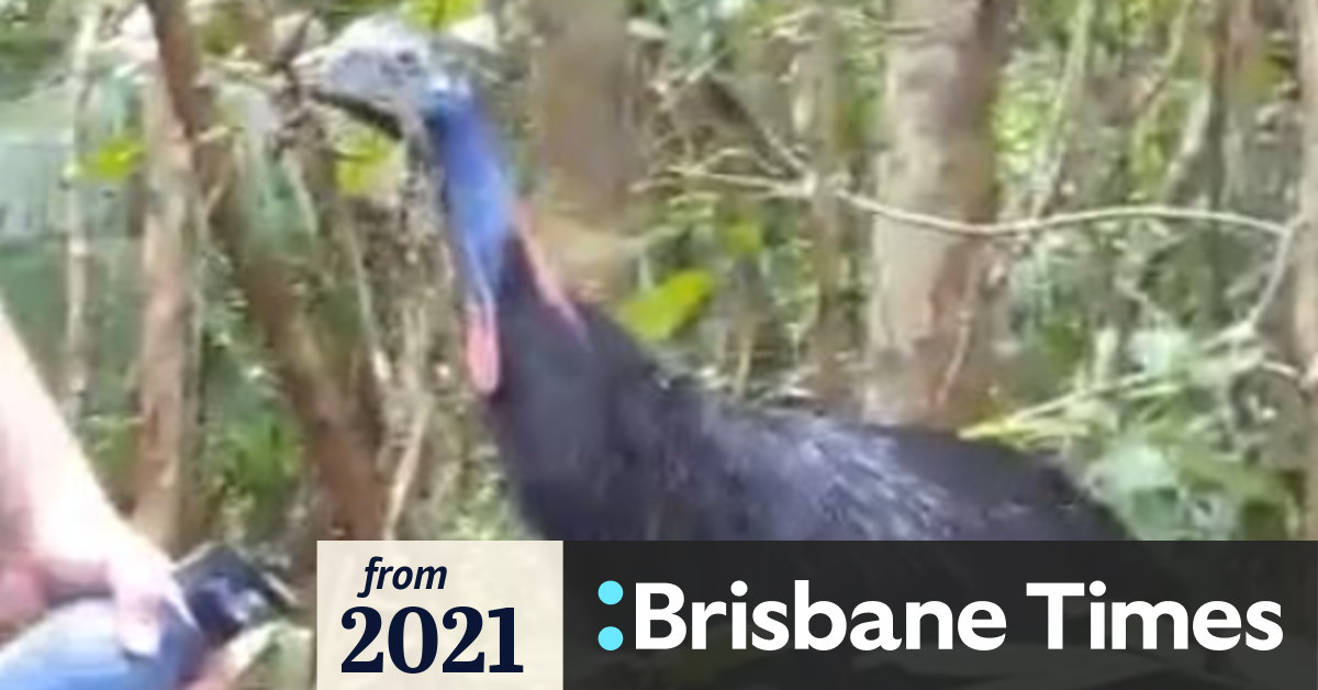 Filmed cassowary close encounter prompts warning from wildlife officers