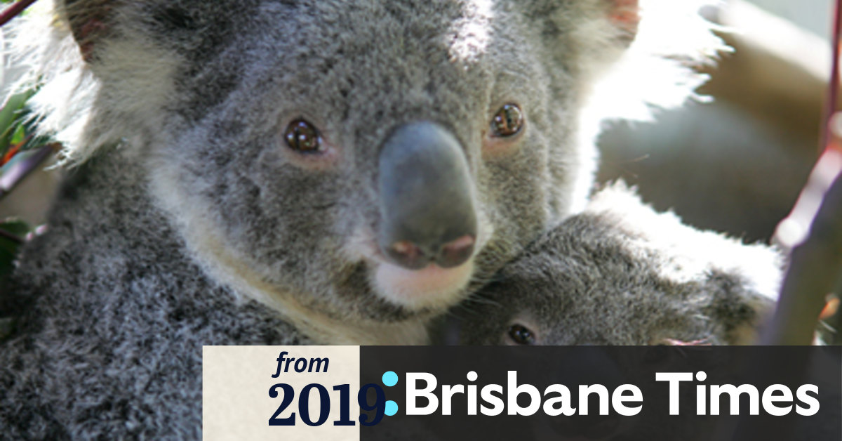 Some good news about koalas in south-east Queensland