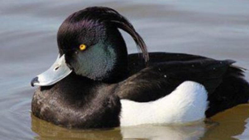 Little lost duck provides a rare treat for birdwatchers