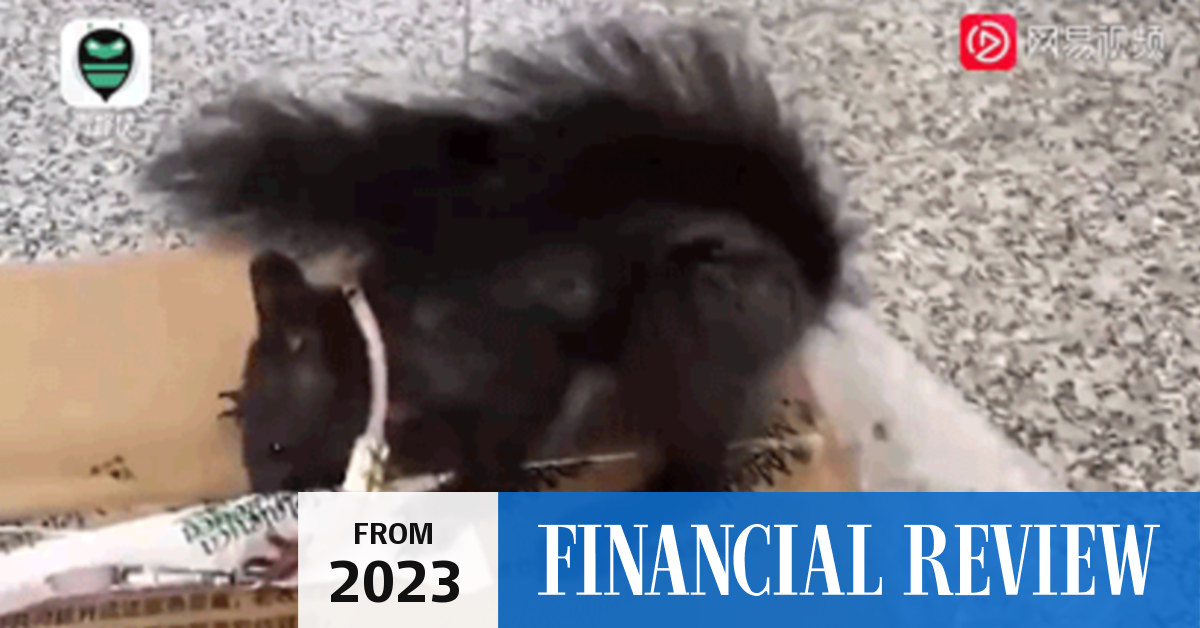 Drug trafficking: Are China’s drug sniffing squirrels for real?