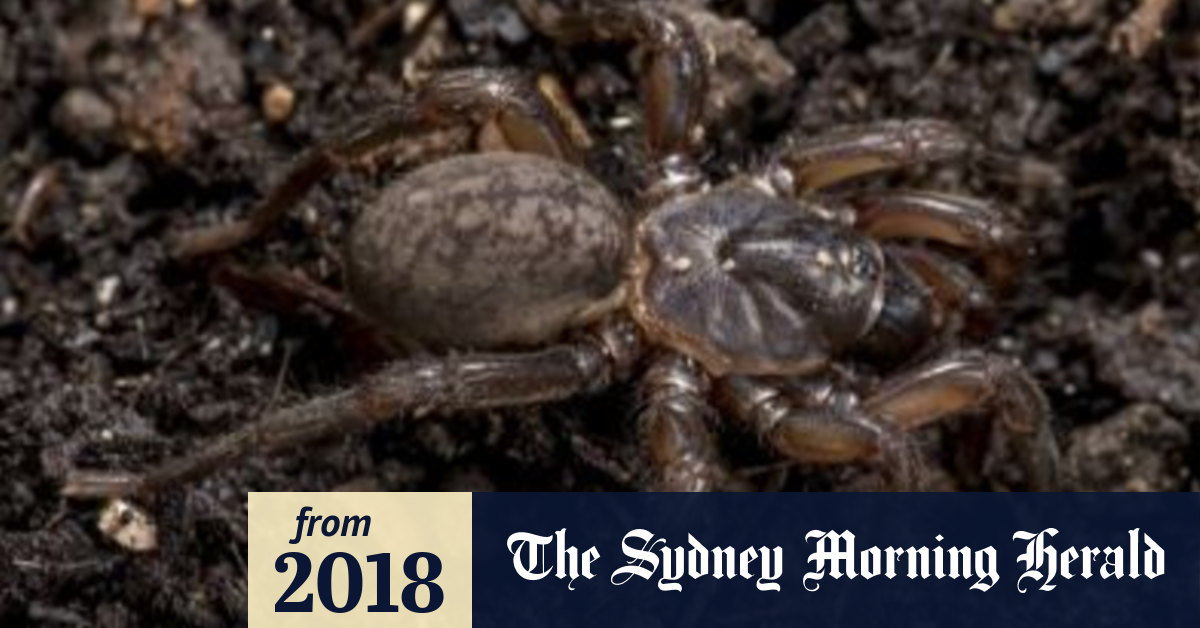 The hideous new Aussie spider only a scientist could love