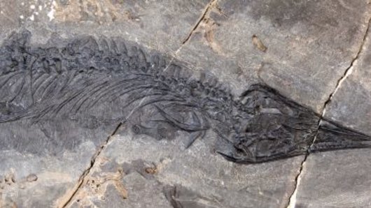 Pointy-nose thalattosaur lived when Alaska was a warm place