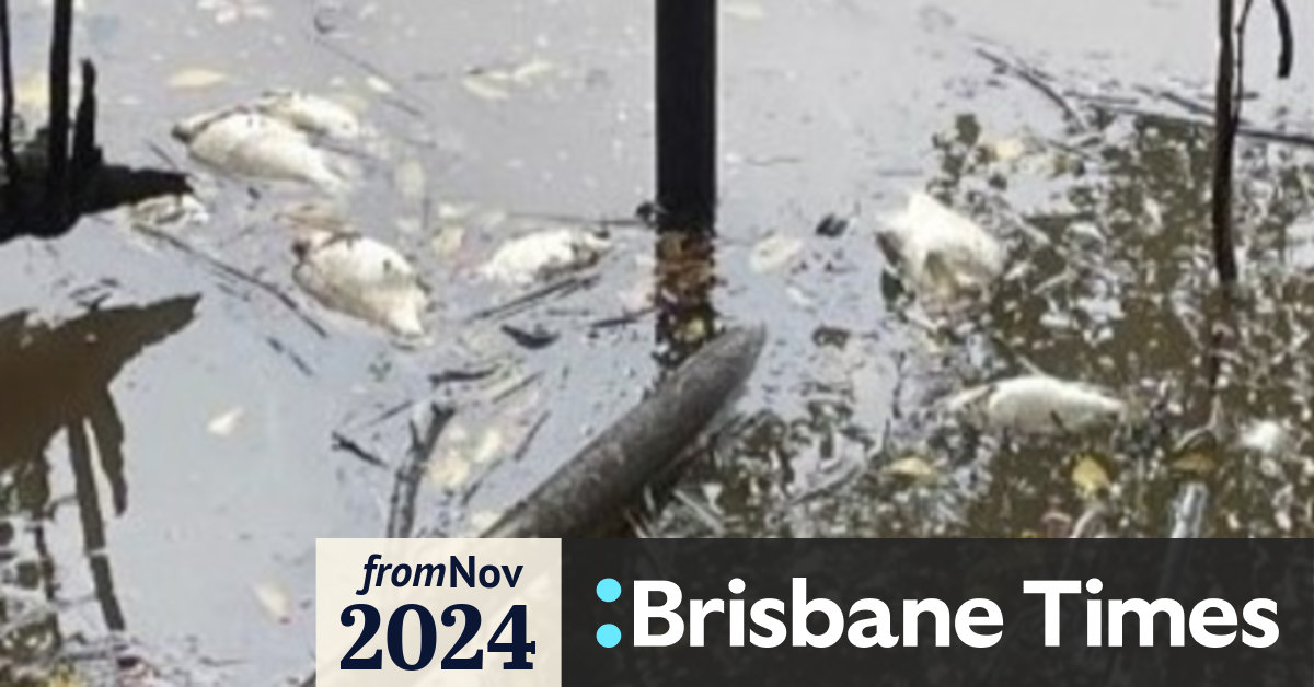 Hundreds of dead fish wash up along the Brisbane River