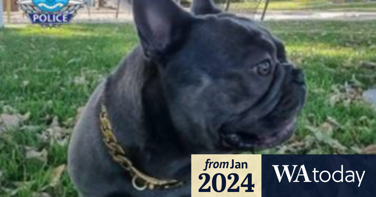 Stolen French Bulldog found inside Mandurah home, police say