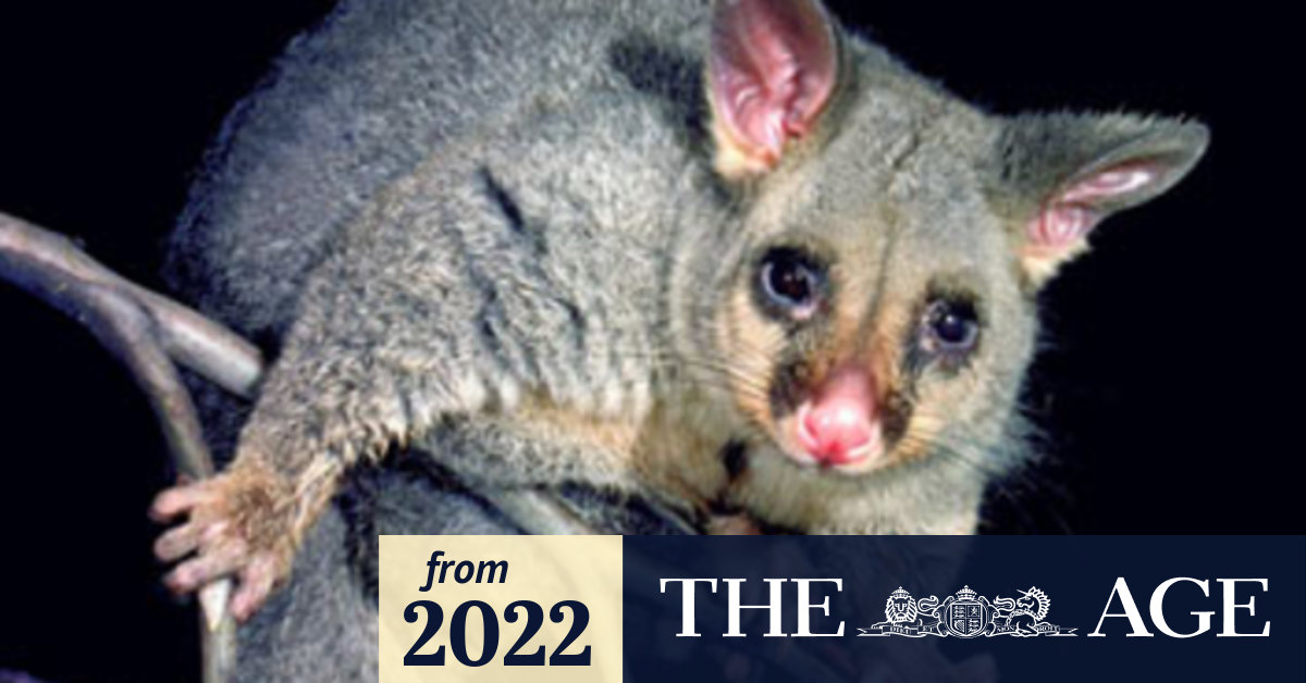 Buruli ulcer: Melbourne cases set to surge over summer