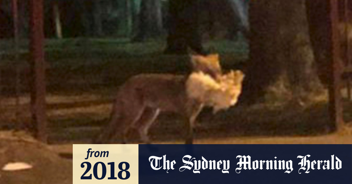 'They seizure, they froth, they die': Warning to pet owners over fox ...