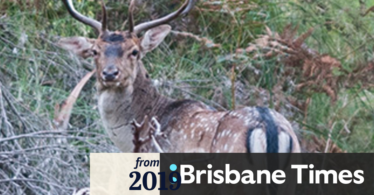 Feral deer population surveyed by Brisbane City Council