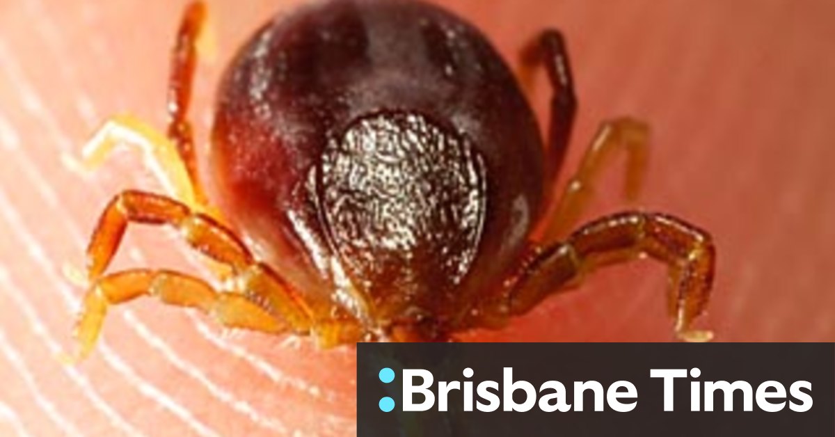 Ticks on the rise in Quensland as health authorities warn residents