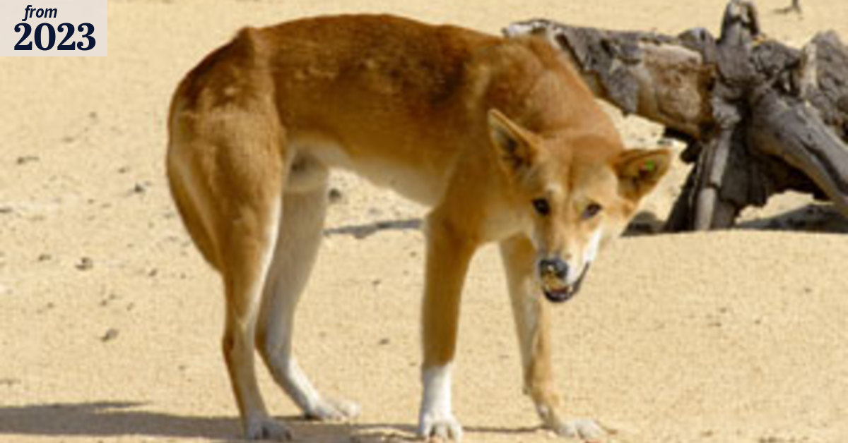 dingo attack today