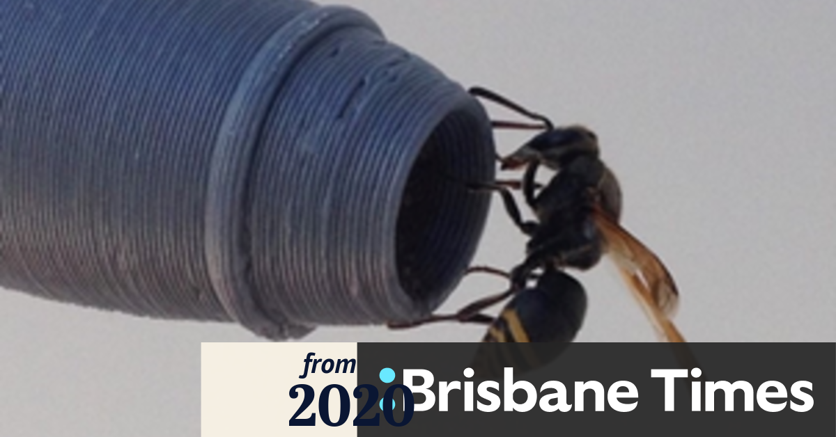 Keyhole wasps: Brisbane Airport's tiny insect causing big problems