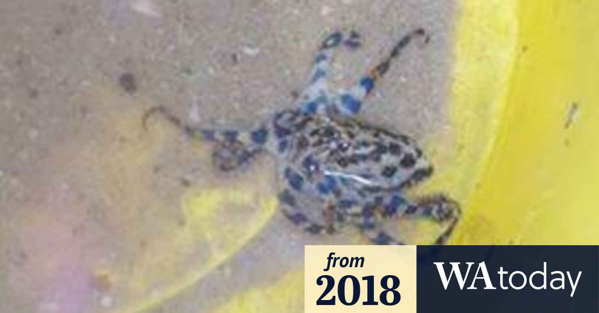 Fourth hospitalisation in under a month from a blue-ringed octopus