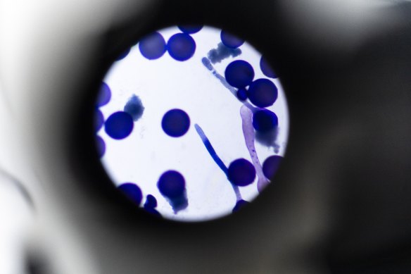 Botanic Garden at Mount Annan preserving Australia’s endangered plants