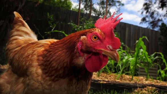 Lessons on keeping chooks in surburban Canberra