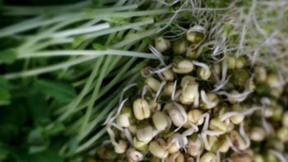 Chicken and sprout rice paper rolls