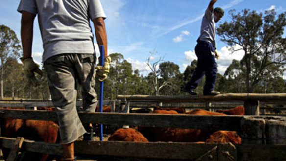 Cattle pens offer a second chance