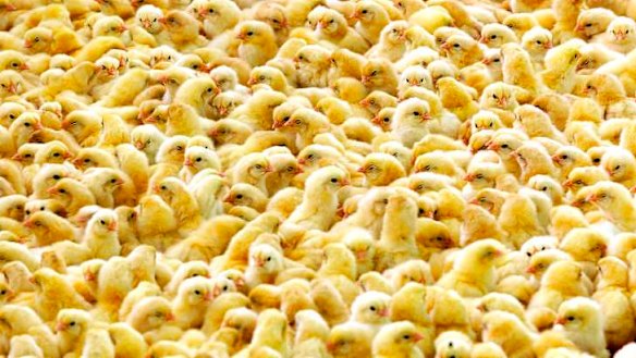 Beware spruikers who just 'feed the chooks'