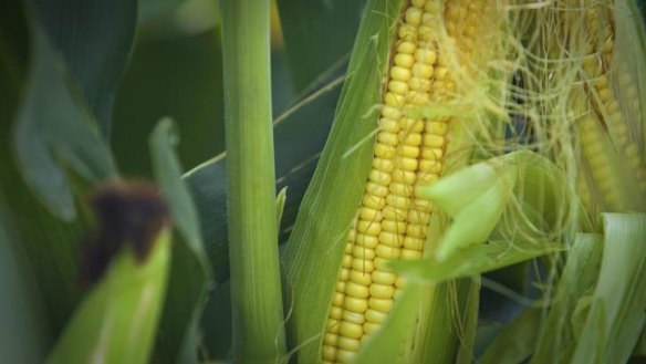 How to grow sweetcorn in Canberra region