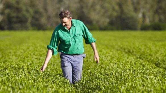 Australia brews new green tea history