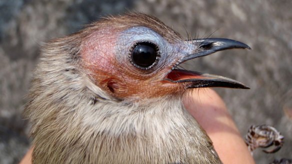 'Bald' bird Asia's first new bulbul in 100 years
