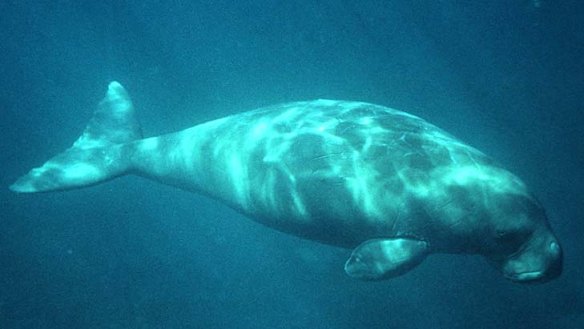 Queensland dugongs 'starving to death'