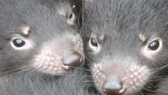 Tasmanian devils breeding younger to combat deadly disease