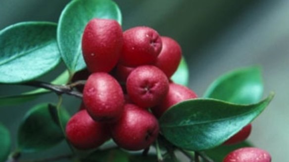 Lilli pilli and pear cake