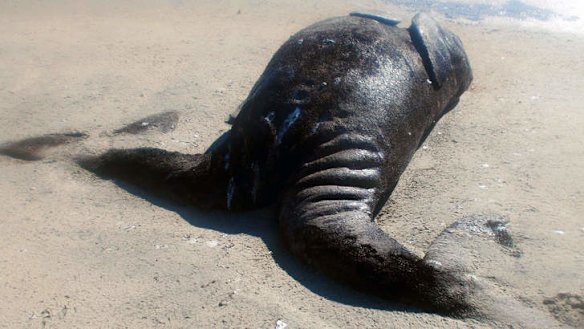Rare conjoined whale calves found in Mexico