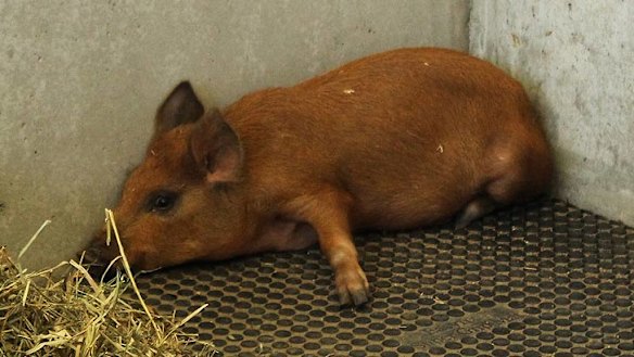 Brisbane couple adopts pig smuggled into Gabba during Ashes