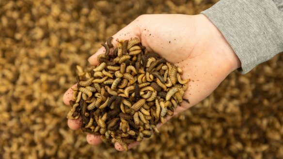 Top Melbourne restaurants make a flying start on reducing food waste ...