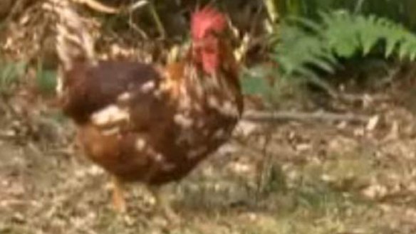 New plan for chook-chasing father who got lost for 5 hours: he's got ...