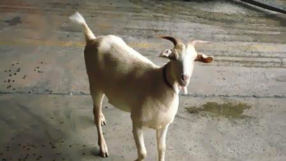 Workers heartbroken over kidnapped goat