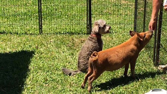 Brisbane couple adopts pig smuggled into Gabba during Ashes