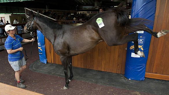 Midnight Ballet takes centre stage as Tinkler's horses go under the hammer