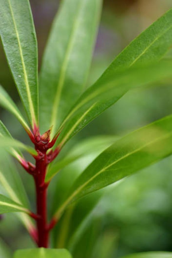 Native pepperberry steak