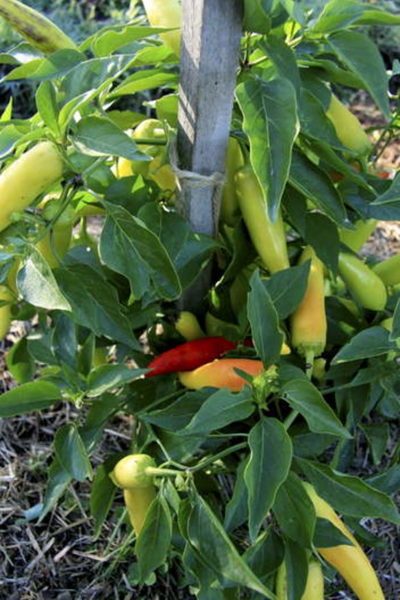 Finding the hot spots for planting chillies