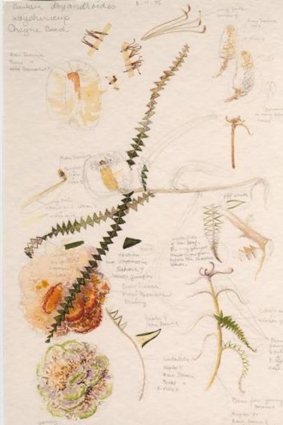Celia Rosser - aka the Banksia lady - and her life botanic