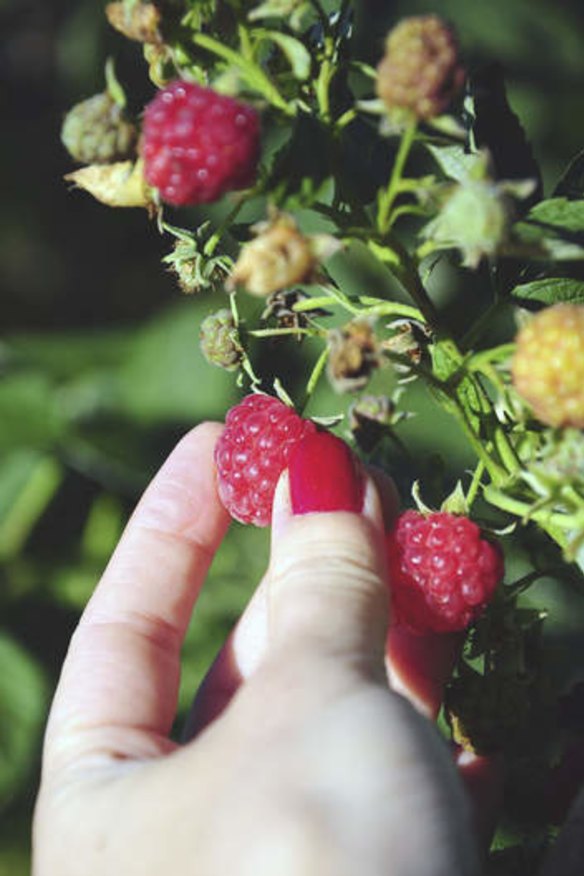 Revel in raspberries