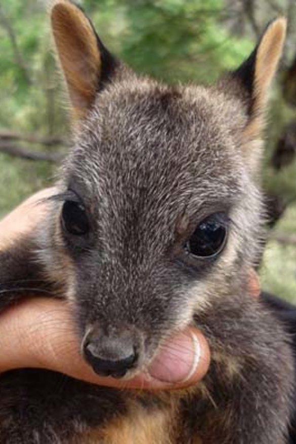 Brush with oblivion turns tale of hope for rare wallaby