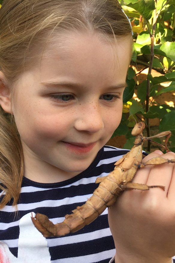 New exhibition at Melbourne Museum offers insight into super powers of bugs