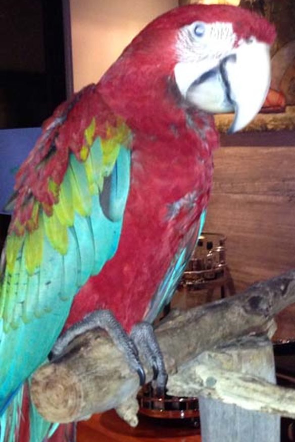 In a flap over macaw's great escape