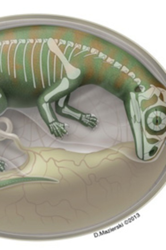 Dinosaur Jr: raising 200-million-year-old embryos