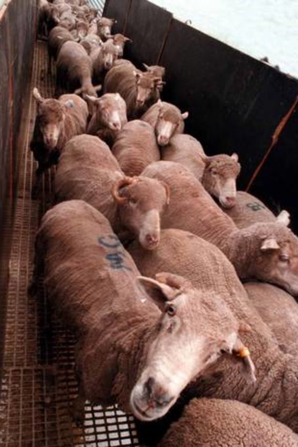 Sheep cull sparks rash of threats