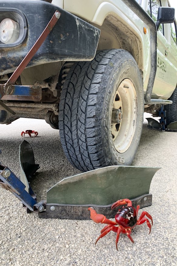 Christmas Island red crab migration: 'Crab-mobile' car wheel attachment ...