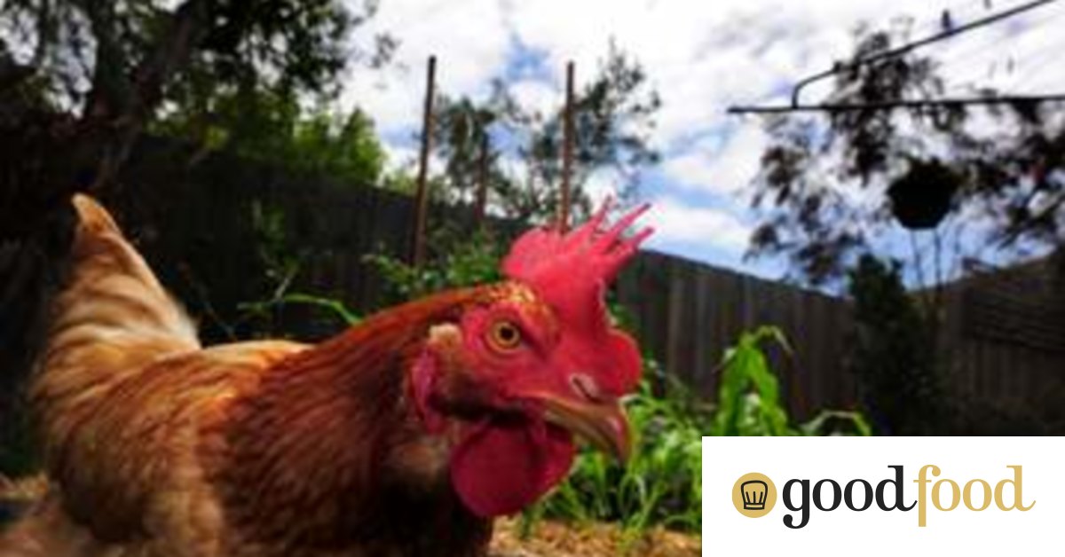 How to keep chooks in the ACT's burbs